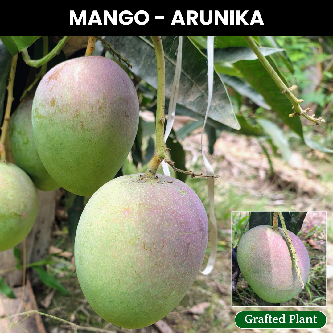 Arunika Mango Fruit Plant – M-Tech Gardens