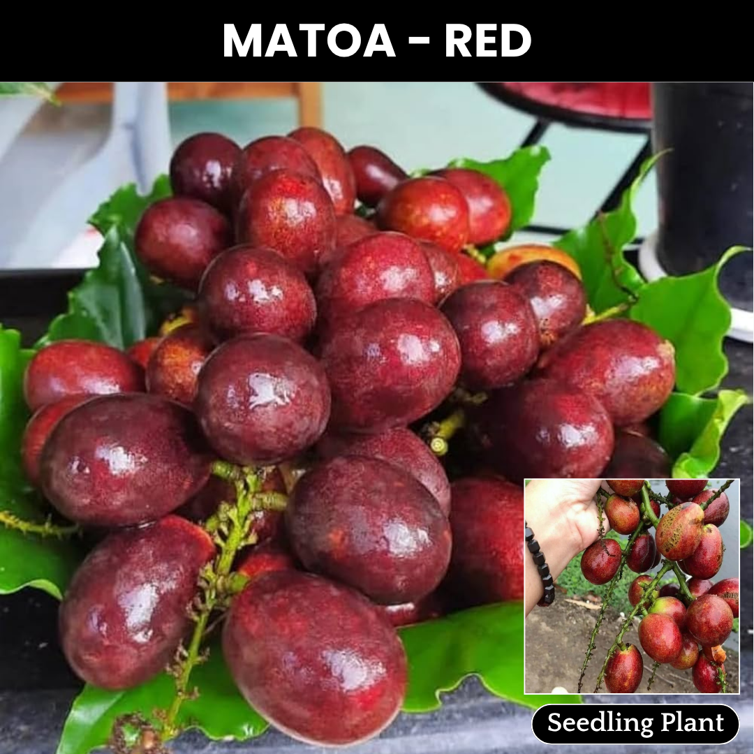 Matoa - Red Matoa - Pometia pinnata Fruit Plant – M-Tech Gardens