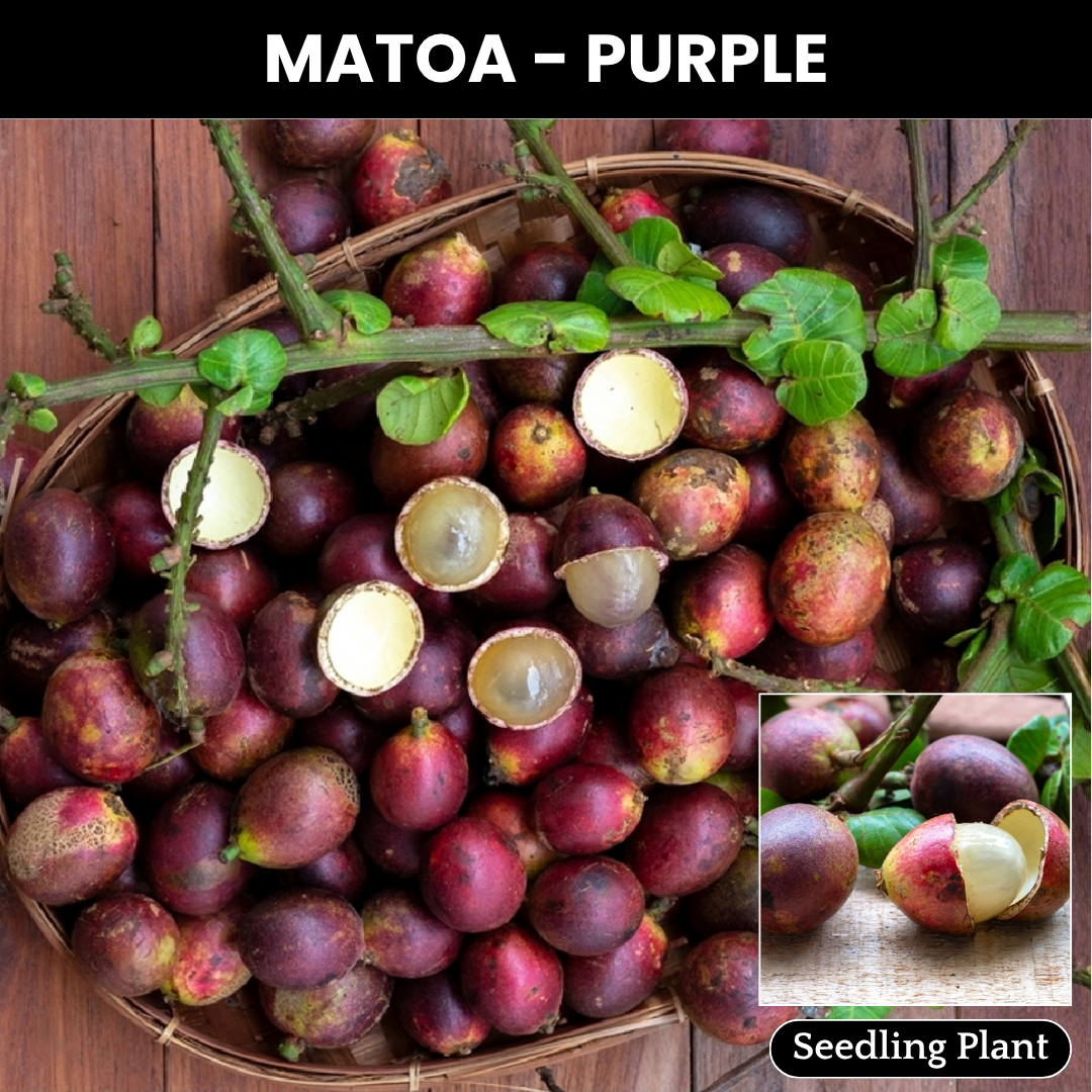 Purple Matoa Fruit Plant – M-Tech Gardens