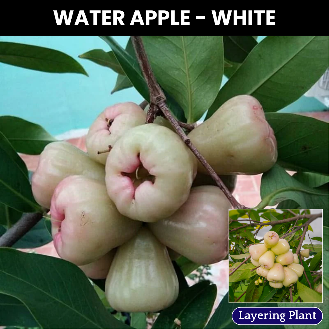 Water Apple - White - Fruit Plant – M-Tech Gardens
