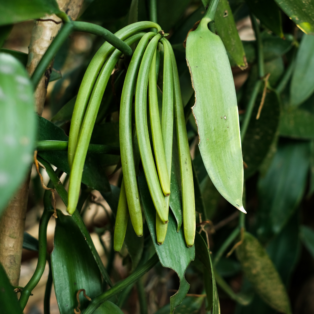 Vanilla Spice Plant – M-Tech Gardens